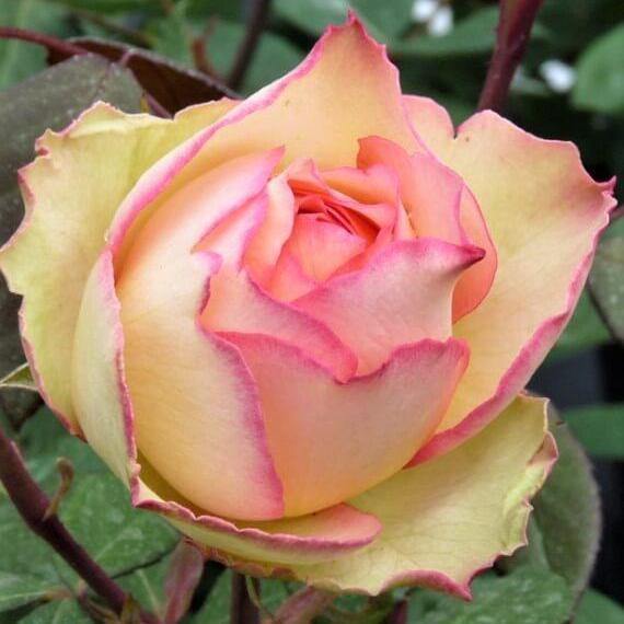 Jalitah – trandafir teahibrid, parfum delicat | Famous Roses